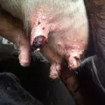 OSP کے گائے: وائرس کی علامات اور تشخیص، مویشیوں اور روک تھام کا علاج 5950_7