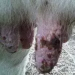 젖소의 젖소 : 증상 및 바이러스 진단, 소 및 예방 치료 5950_8