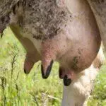 Αγελάδα OSP: Συμπτώματα και διάγνωση του ιού, τη θεραπεία των βοοειδών και της πρόληψης 5950_9