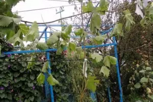 Cómo propagar las uvas por aire y vegetación verde en primavera, verano y otoño.