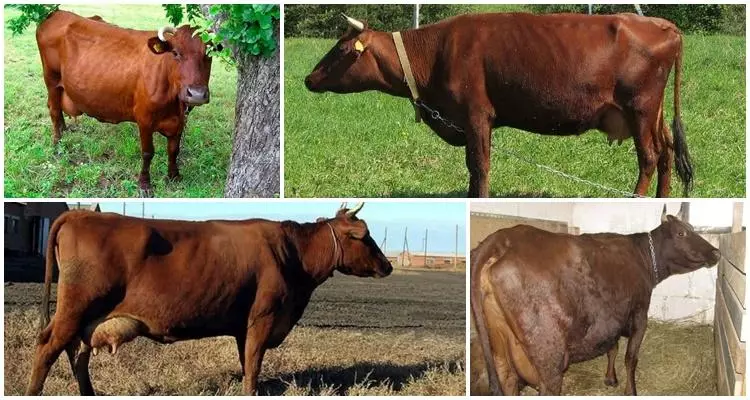 Krasnogorbatovskaya品種的奶牛