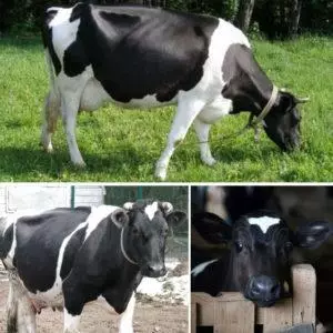 Descrição e características das vacas da raça de Yaroslavl, seus prós e contras