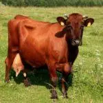 Krasnogorbatovskaya Raça de vaques: Descripció i característiques, contingut 5954_13