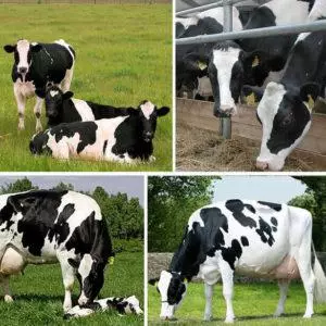 Beskrivelse og egenskaper av kyr av Holstein rase, deres fordeler og ulemper og omsorg