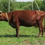 Krasnogorbatovskaya ras van koeie: beskrywing en eienskappe, inhoud 5954_5