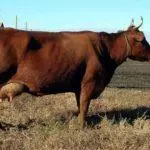 Krasnogorbatovskaya奶牛的品种：描述和特点，内容 5954_7