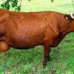 Krasnogorbatovskaya race de vaches: Description et caractéristiques, Contenu 5954_8