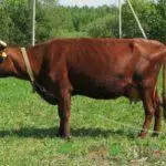 Krasnogorbatovskaya牛の品種：説明と特徴、コンテンツ 5954_9