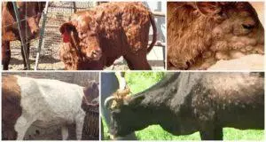 Nodulaarisen dermatiitin oireet ja diagnostiikka, karjan ja ehkäisyn hoito