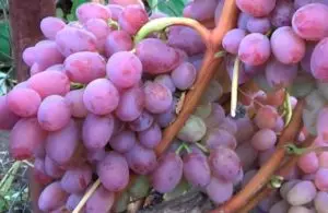 Descripción y características de las uvas de Helios, las características de fructificación y cuidado.