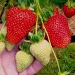 Strawberry Capri: Opis raznolikosti i karakteristika, slijetanja i rasta 5969_1