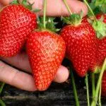 स्ट्रॉबेरी कैपरी: विविधता और विशेषताओं का विवरण, लैंडिंग और बढ़ रहा है 5969_2