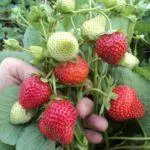 Strawberry Capri: Opis raznolikosti i karakteristika, slijetanja i rasta 5969_3