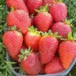 I-Strawberry Capri: Inkcazo yeentlobo ngeentlobo kunye neempawu, ukufika nokukhula 5969_6