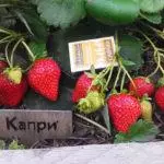Strawberry Capri: popis odrůdy a charakteristik, přistání a pěstování 5969_7