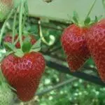 Strawberry Capri: popis odrůdy a charakteristik, přistání a pěstování 5969_8