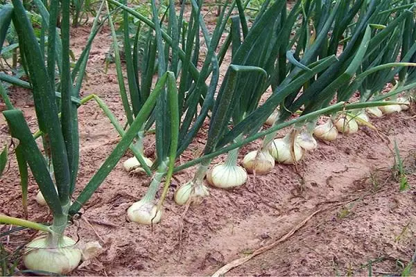 Zwiebelen op Grous