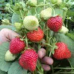 Teaptația de căpșuni: descrierea varietății și a caracteristicilor, aterizării și a creșterii 5975_1