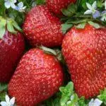 Iskušenje jagoda: opis sorte i karakteristike, slijetanje i raste 5975_13