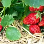 Teaptația de căpșuni: descrierea varietății și a caracteristicilor, aterizării și a creșterii 5975_15