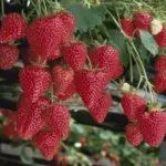 Teaptația de căpșuni: descrierea varietății și a caracteristicilor, aterizării și a creșterii 5975_2