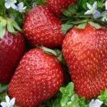 Teaptația de căpșuni: descrierea varietății și a caracteristicilor, aterizării și a creșterii 5975_3