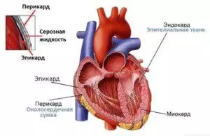 Структура срца краве и како дјелују, могућа болести и њихови симптоми