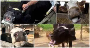 Nautaeläinten oireet ja merkkejä karjasta, hoito- ja rokotusmenetelmistä