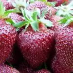Strawberry Ruby: Penerangan mengenai pelbagai dan ciri-ciri, pendaratan dan pertumbuhan 5982_1