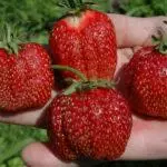 strawberry Ruby: ការពិពណ៌នាអំពីភាពខុសគ្នានិងលក្ខណៈ, ការចុះចតនិងការលូតលាស់ 5982_10