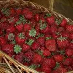 Strawberry Ruby: descrición da variedade e características, aterrizaje e crecemento 5982_2