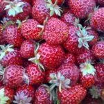 Strawberry Ruby: Penerangan mengenai pelbagai dan ciri-ciri, pendaratan dan pertumbuhan 5982_3