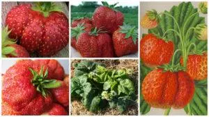 Liste over de bedste jordbær karakterer for 2021 og hvordan man vælger, plusser og ulemper