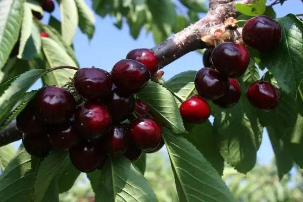 Valery Chkali Cherry Cherry ангилал, жимсний шинж чанар, давуу болон сулрал