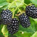 Blackberry Organic: Beskrivelse av variasjonen og egenskapene, fordeler og ulemper og omsorg 5988_1
