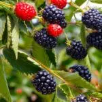 Blackberry Organic: beschrijving van de variëteit en kenmerken, voor- en nadelen en voorzichtig 5988_10