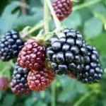 BlackBerry Organic: Priskribo de la vario kaj karakterizaĵoj, avantaĝoj kaj malavantaĝoj kaj zorgoj 5988_11