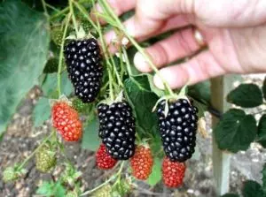 Përshkrimi dhe karakteristikat e blackberry Varieteteve Natchez, riprodhim, ulje dhe kujdes