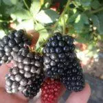 Blackberry Organic: Beskrivelse av variasjonen og egenskapene, fordeler og ulemper og omsorg 5988_2