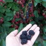 BlackBerry Organic: Lýsing á fjölbreytni og eiginleikum, kostir og gallar og umönnun 5988_3
