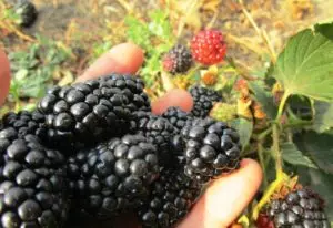 Blackberries, iniş, ekimi ve bakım tamiri en iyi notlar