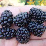 Blackberry organické: popis odrůdy a charakteristik, klady a nevýhody a péče 5988_9