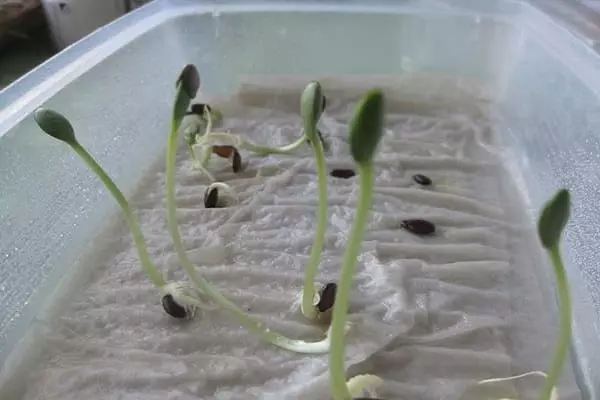 Lakër sprouted