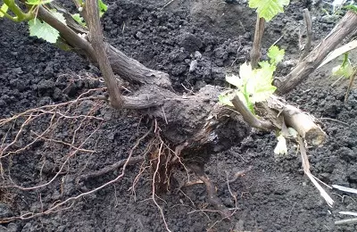 Grape root.