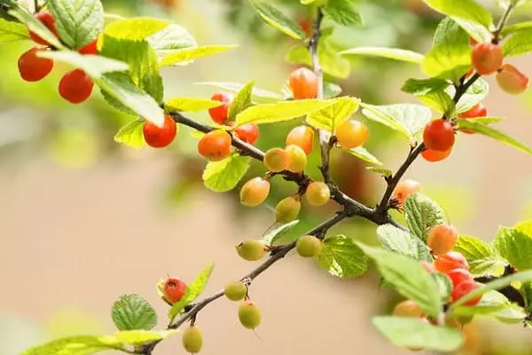 coccoccus berry သီး