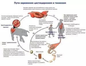 Halkaas oo wakiilka sababa ee cysticcococosis lo ', astaamaha iyo daaweynta