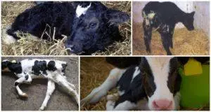 Signs and who causing colibacteriosis in calves, treatment and prevention