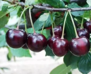 Description of the cherry frost variety, the characteristic of winter hardiness and pollinators