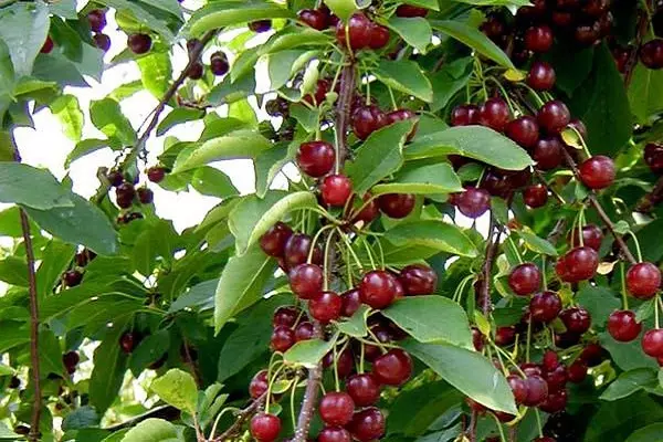 Uma variedade de cereja