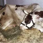 การเปลี่ยนแปลงของ Sichum ในวัว: อาการและการรักษาการวิเคราะห์พยาธิวิทยาและตารางอาหาร 5997_4